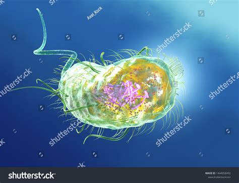 3d Illustration Showing Escherichia Coli Bacteria 库存插图 1444958492
