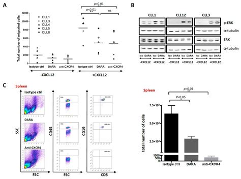 Daratumumab Interferes With Cll Cell Migration And In Vivo Homing
