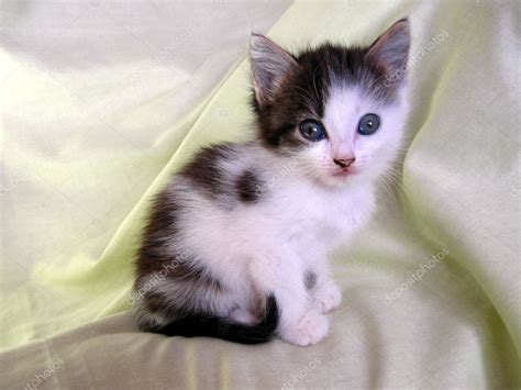 Tiny little kitten — Stock Photo © hgalina #2440550