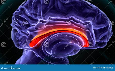 D Illustration Of Human Brain Corpus Callous Anatomy Stock Photo CartoonDealer Com