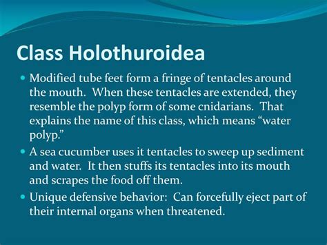 Ppt Classification Of Echinoderms Powerpoint Presentation Free Download Id2434443