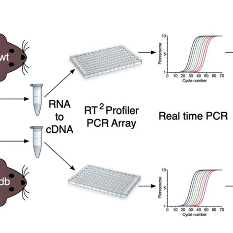 Schematic Representation Of The Transcriptomic Analysis Process A