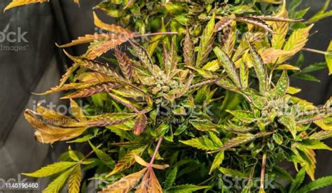 대마초 꽃 새싹 흡연 Thc Cbd 효과를 위한 마리화나의 의료 변종 0명에 대한 스톡 사진 및 기타 이미지 0명