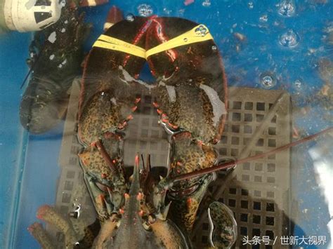 售價630元的澳洲大龍蝦早晨死了 沒想到死了還能賣到400元 每日頭條
