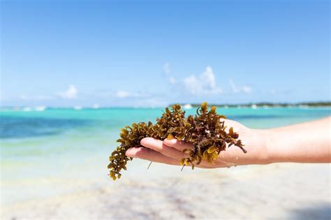 Giant Toxic Seaweed Blob Expected To Hit Us — Best Life