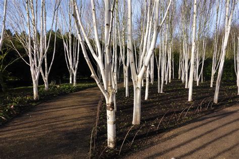 Common Species Of Birch Trees