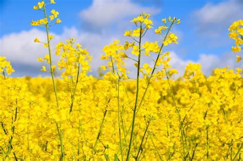 배경 화면 햇빛 식품 자연 하늘 들 노랑 스웨덴 Sverige 유채 꽃 목초지 집 밖의 Sk Nel N