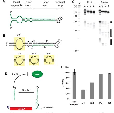 Figure 1 From Design Of Small Molecule Responsive Micrornas Based On Structural Requirements For