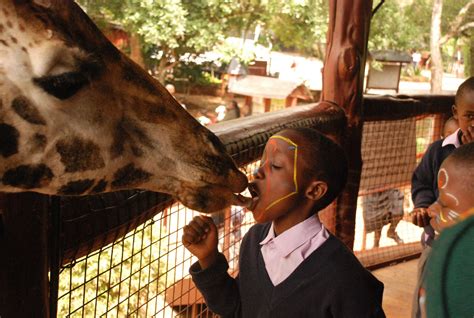 Giraffe Mouth Open