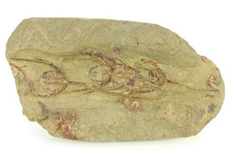 Line Of Five Trilobites Lonchodomas Trilobites Morocco