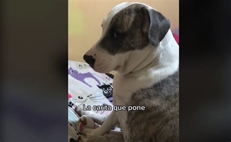Cuando Puede Quedar Embarazada Una Perra