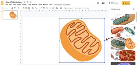 Best Software For Scientific Illustrations And Graphical Abstracts Science Illustrations