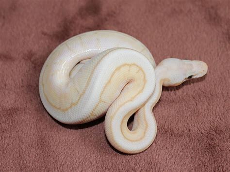 Banana Lesser Pastel Pinstripe Spider - Morph List - World of Ball Pythons | Ball python, Pet ...
