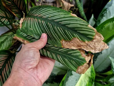 4 Reasons Why Your Plants Leaf Tips Are Brown Backyard Boss