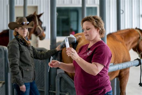 Insemination Horse