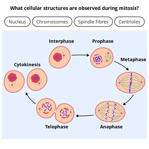 Mastering Cell Division Unlocking The Answer Key Pdf For Reinforcement