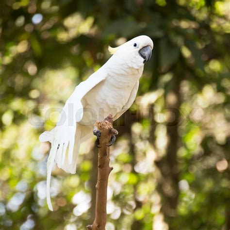 White Cockatoo Stock Image Colourbox