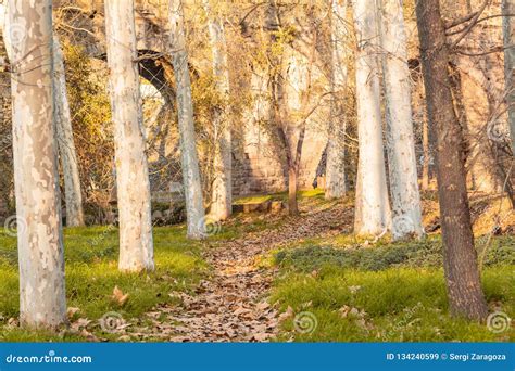 Fall Pathway With Trees And Leaves On Floor Royalty Free Stock Image