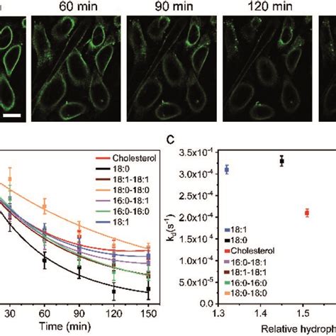 Cell Membrane Persistence Of Lipiddna Probes A Fluorescence Imaging