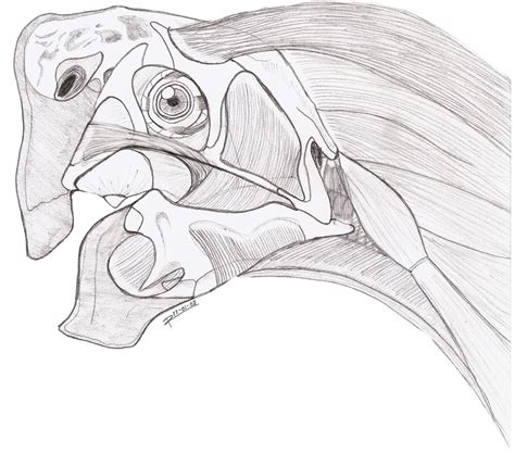 Oviraptors Muscle Anatomy By Dinogod On Deviantart