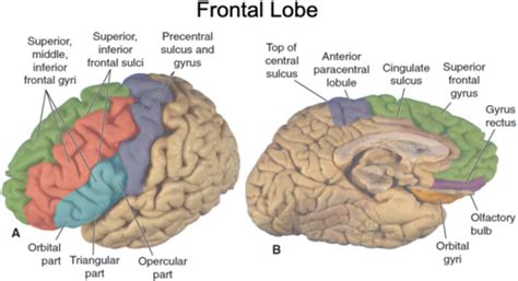 Cortical Localisation And Subcortical White Matter Flashcards Quizlet