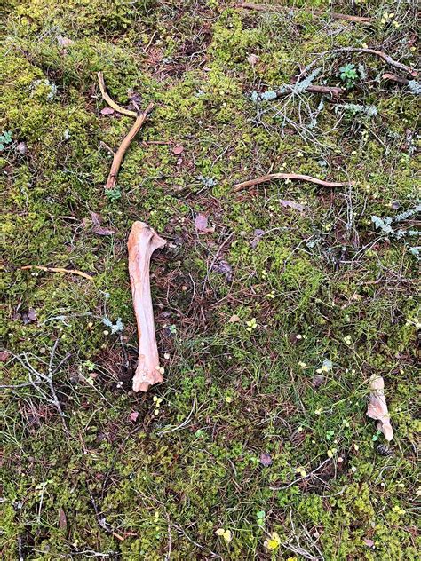 Help Identifying These Bones My Girlfriend Found In A Forest In Sweeden