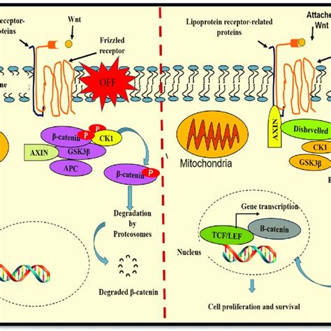 The Wnt β Catenin Pathway Signal Transduction Begins With The