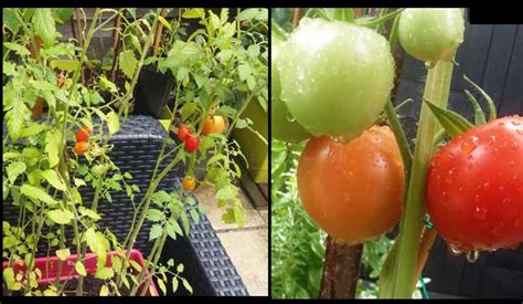 R Gles Respecter Pour Faire Pousser Des Tomates En Pot Savoir Tout