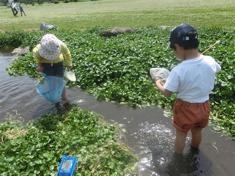 江津湖ピクニック水辺の生き物さがし 公式 水前寺江津湖公園熊本市の公園 公式 水前寺江津湖公園熊本市の公園