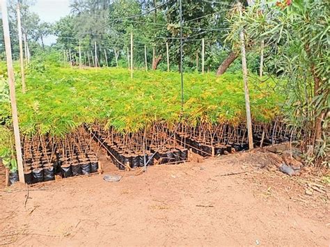 A Unique Initiative 3044 Lakh Saplings Of Various Varieties Are