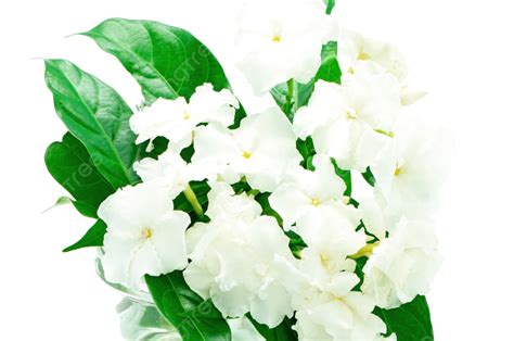 縐紗茉莉花圖案素材 Png和向量圖 透明背景圖片 免費下载 Pngtree