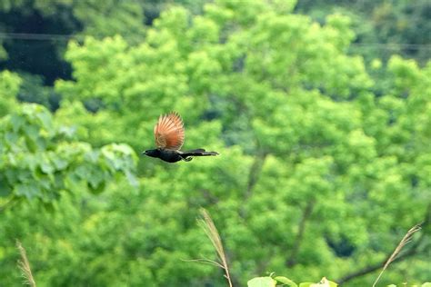 桃園市野鳥學會第16屆第2次會員大會暨114年會員聯誼活動