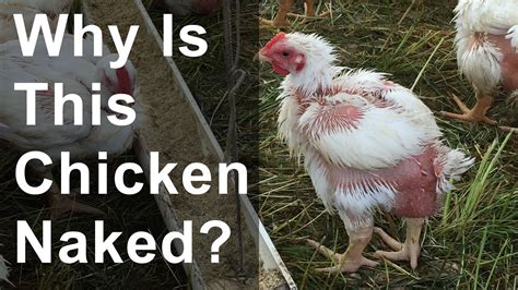 Why Is This Chicken Naked Farm Marketing Solutions The Content Farm