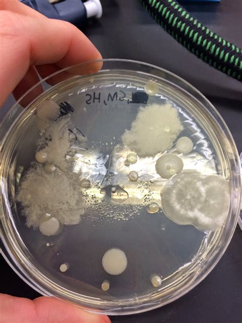 Soil Microbiology February