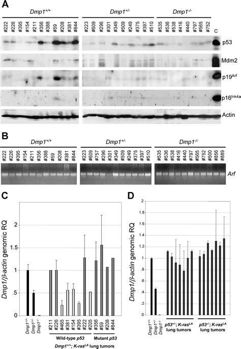 Mutually Exclusive Inactivation Of DMP1 And ARF P53 In Lung Cancer