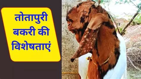 तोतापुरी बकरी की पहचान कैसे करें Nasl Kaha Milti Hai Bakripalan