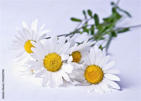 Margeriten Stock Foto Adobe Stock