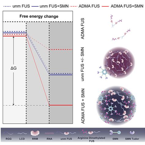 Arginine Methylation Enabled Fus Phase Separation With Smn Contributes
