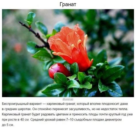 Plants Plant Planets
