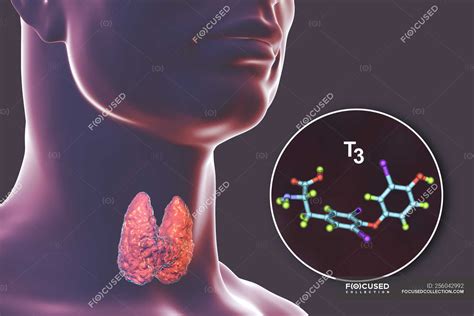 Molecule Of Triiodothyronine T3 Hormone Produced By Thyroid Gland Digital Illustration