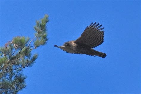 クマタカ 青空を飛ぶ 山崎川鳥撮会
