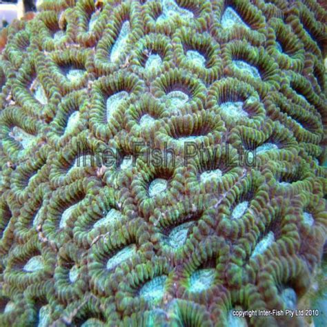 Coral Detection Object Detection Dataset V Am By