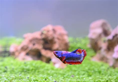 Best Betta Fish Tank Top Options Review