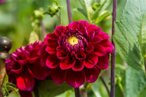 Inilah Gambar Bunga Dahlia Warna Merah Yang Wajib Disimak Informasi