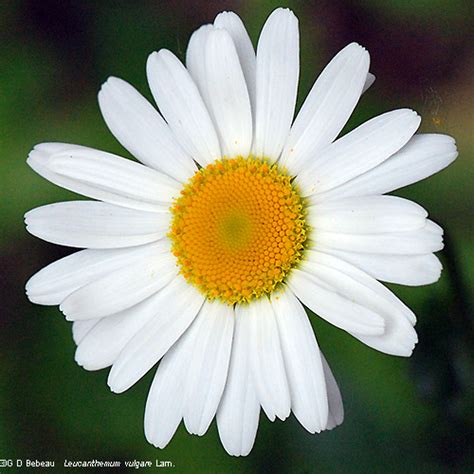 Oxeye Daisy Leucanthemum Vulgare Lam
