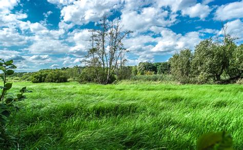Summergrass Martin Von Elm Flickr
