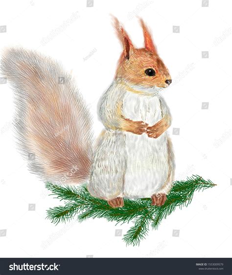 Squirrel Sitting On Branch Spruce Drawing Stock Illustration Shutterstock