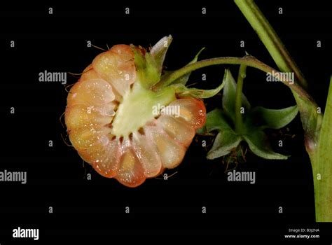 Section Through A Ripe Raspberry Fruit Showing Druplets And Receptacle