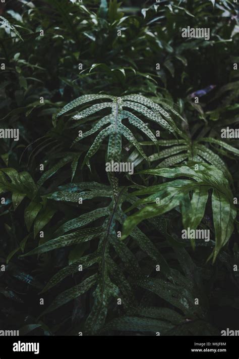 Green Plant Leaf With Raised Bumpy Pores In A Humid Environment In