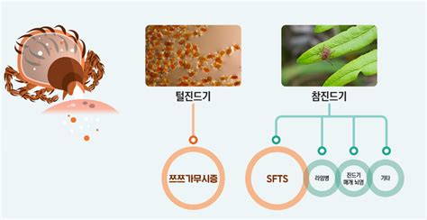 진드기 물린 후 증상과 자국 예방법